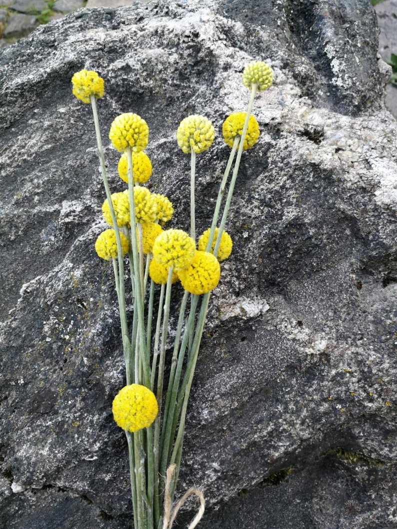 Yellow Billy Ball Dried Billy Ball Dried Craspedia Billy Ball - Etsy