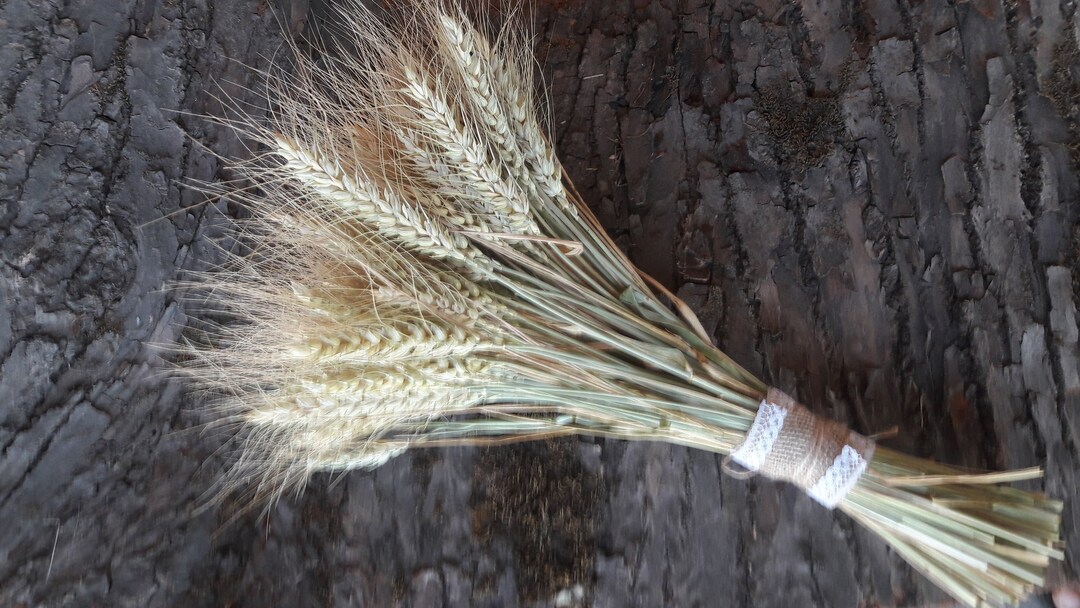 Natural Wheat Bouquet Dried Wheat Bundle Dried Wheat Bunch Rustic ...