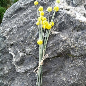 Yellow Billy Ball Dried Billy Ball Dried Craspedia Billy Ball Bunch ...