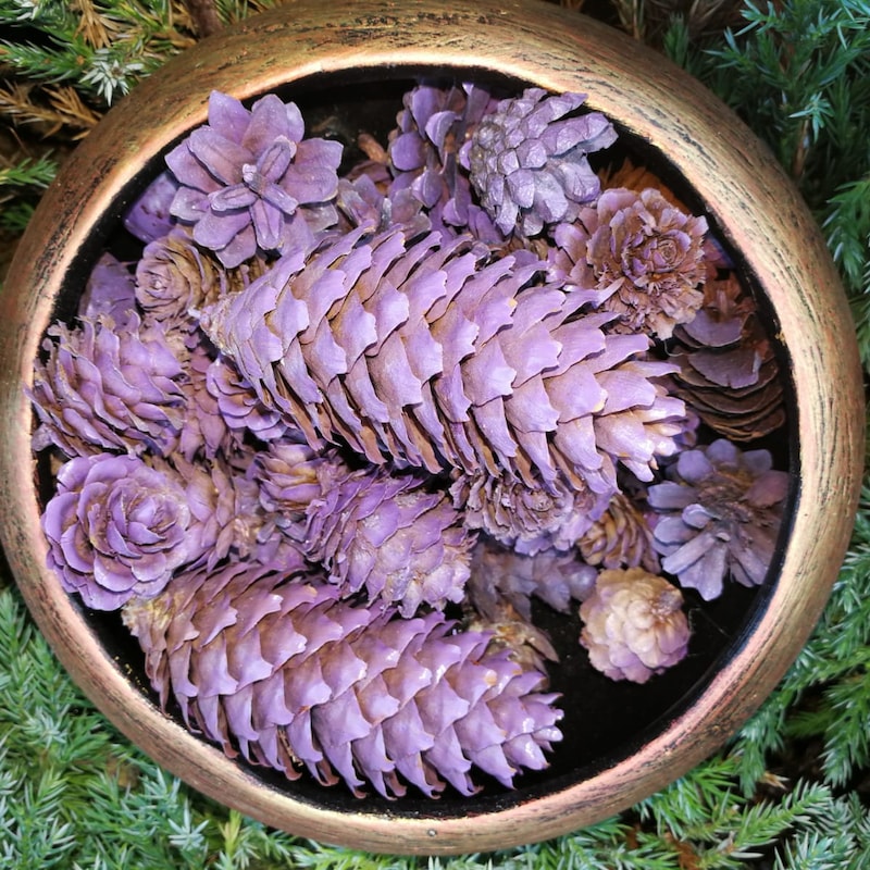 Purple Cone Flower - Etsy