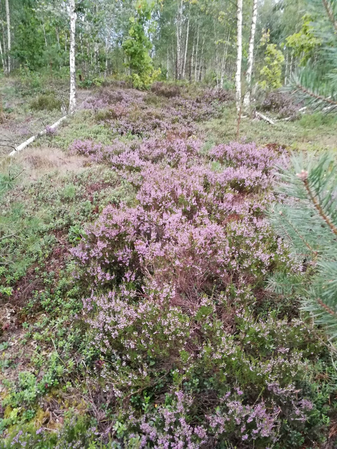 Dried Heather Bouquet Small Heather Bouquet Dried Flower | Etsy