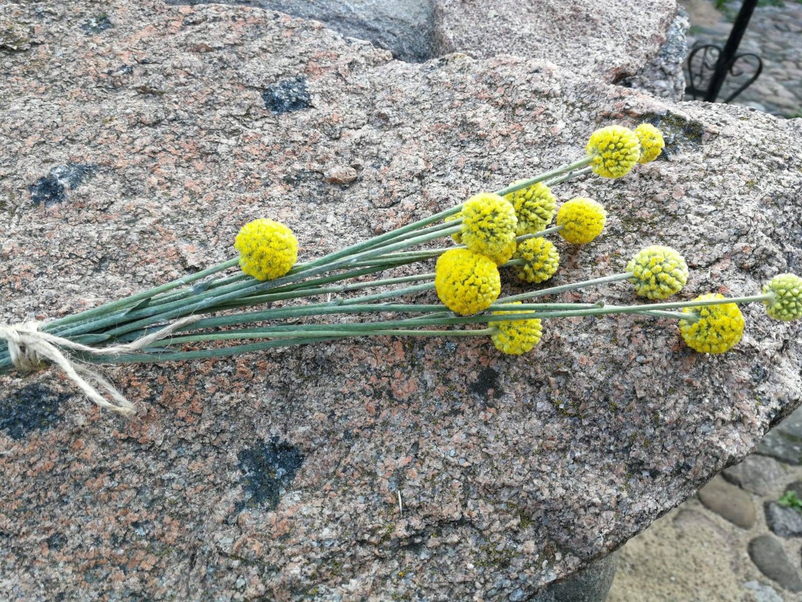 Yellow Billy Ball Dried Billy Ball Dried Craspedia Billy Ball - Etsy