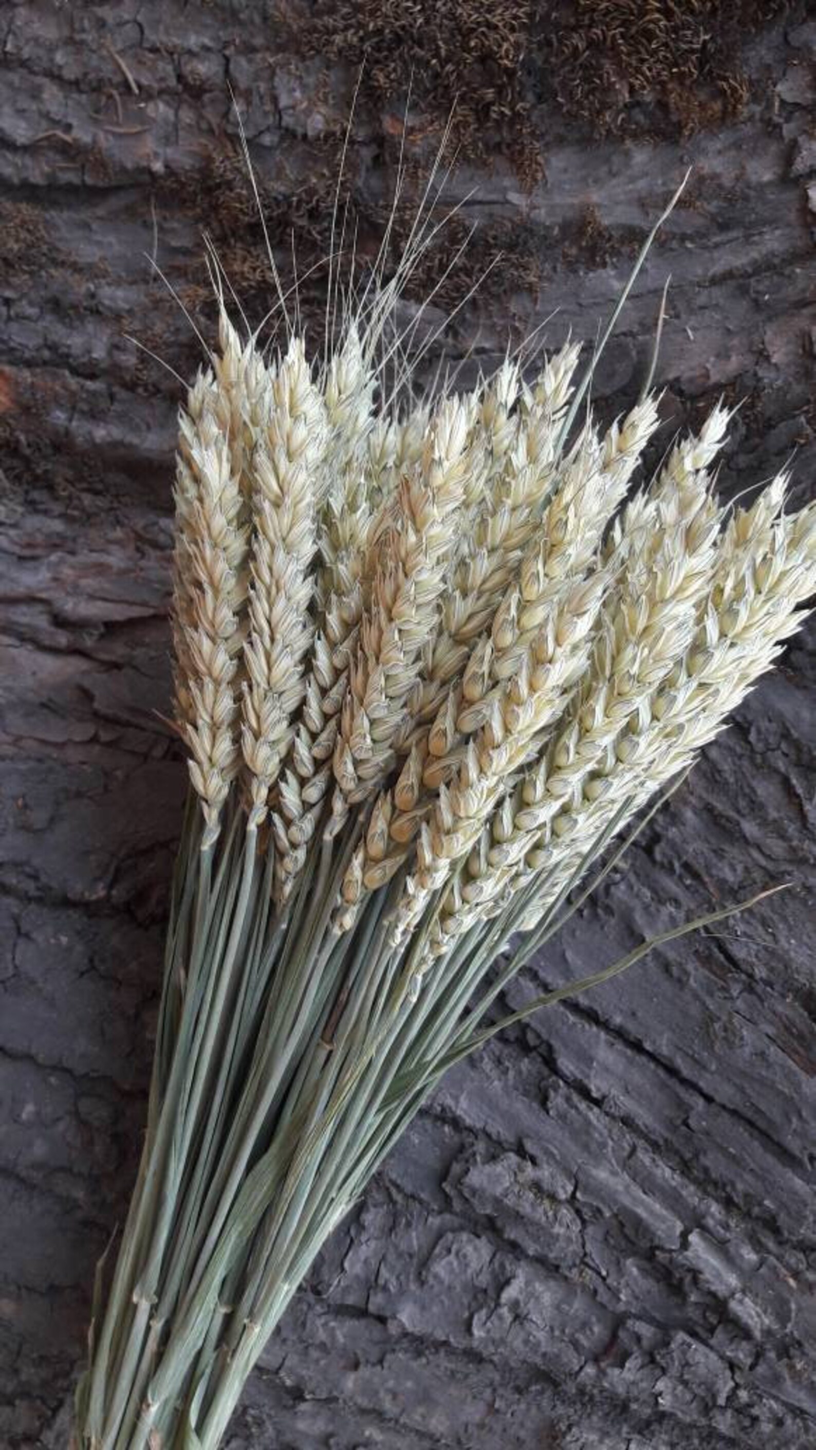 Dried wheat bouquet Dried grain bundle Wheat wedding bouquet | Etsy