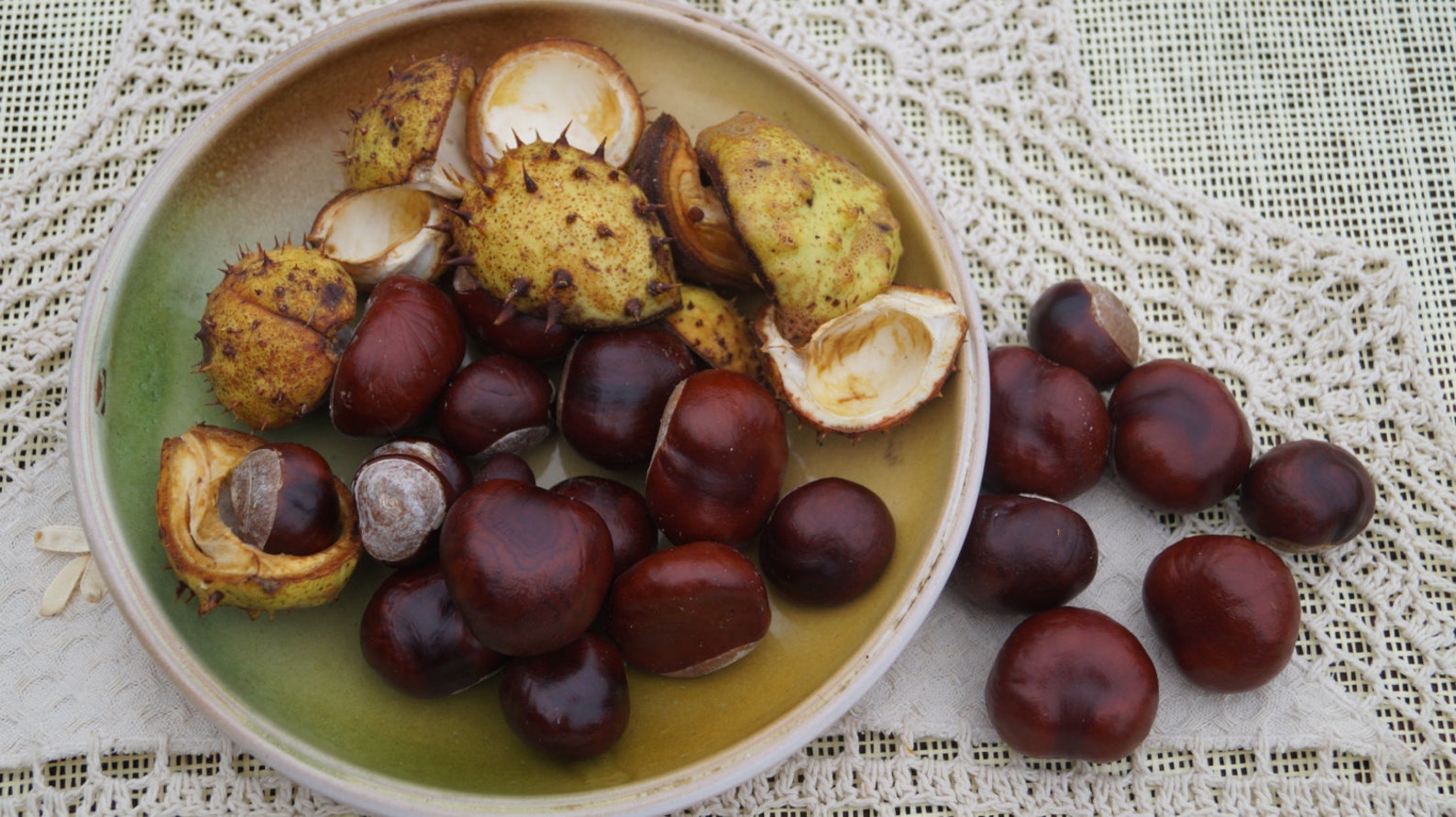 Horse Chestnuts Real Dried Chestnuts Kids Craft Supply Primitive Decor ...