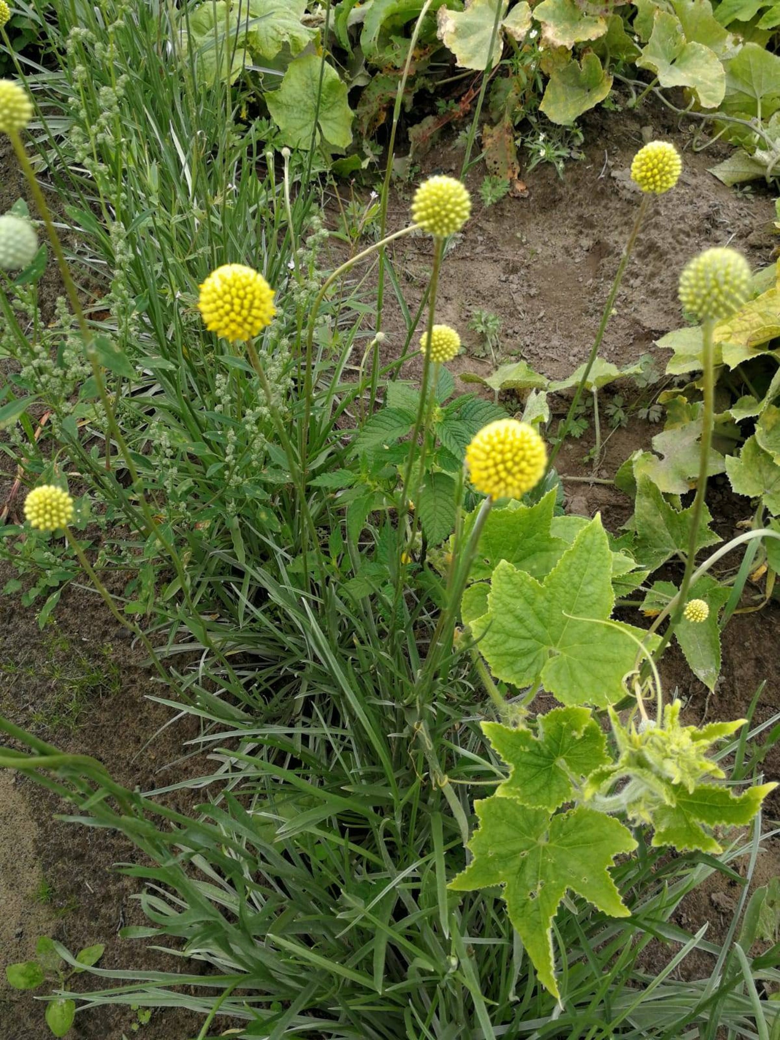 Yellow Billy Ball Dried Billy Ball Dried Craspedia Billy Ball - Etsy