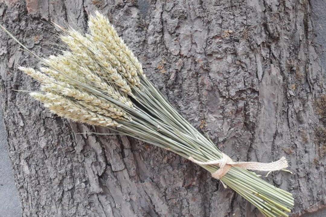Dried Wheat Bouquet Dried Grain Bundle Wheat Wedding Bouquet Primitive ...