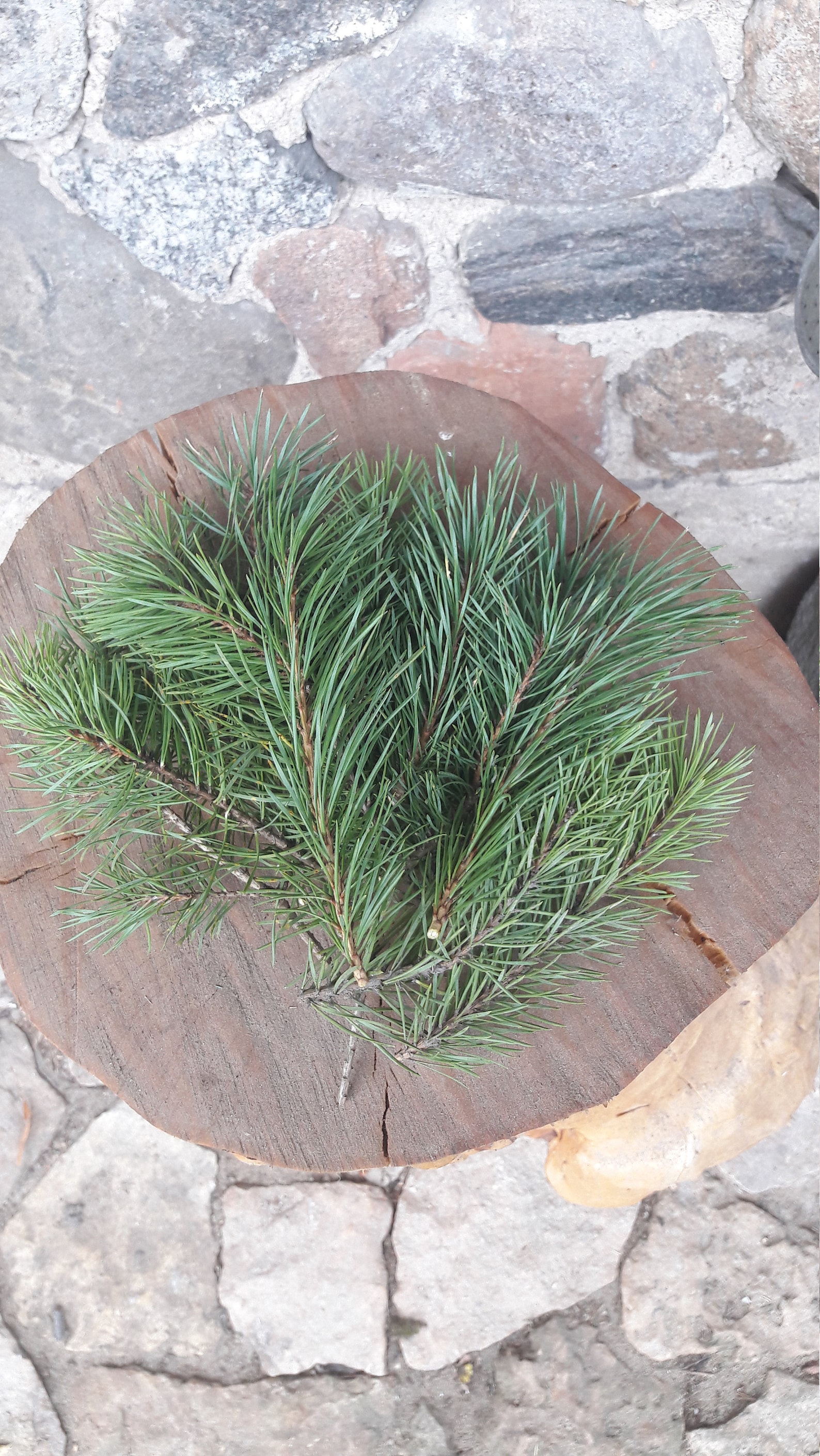 15 Small Fresh Cut Pine Branches Natural Christmas Decor | Etsy