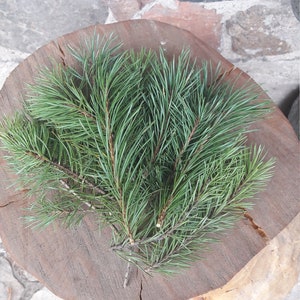 15 Small Fresh Cut Pine Branches, Natural Christmas Decor, Fresh Pine ...