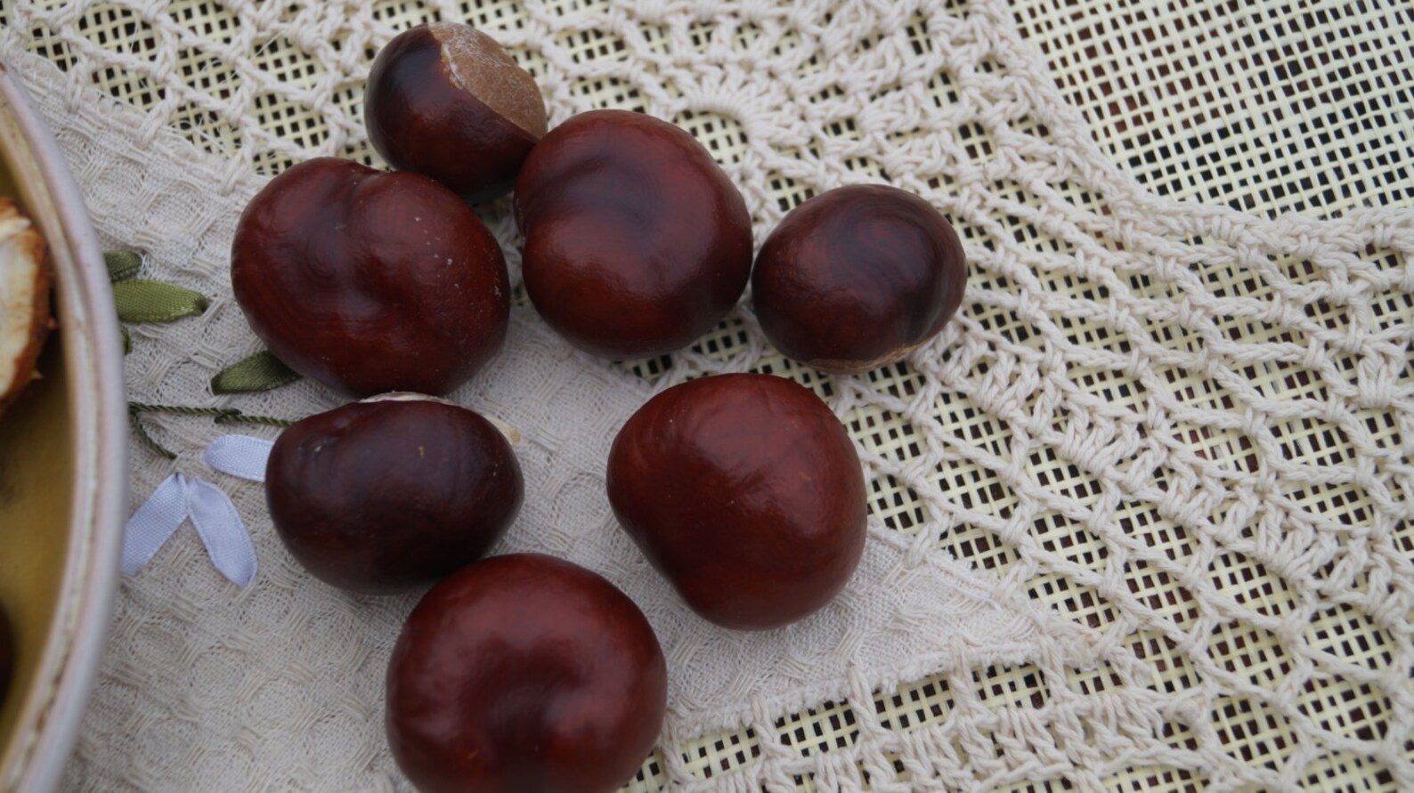 Horse Chestnuts Real Dried Chestnuts Kids Craft Supply Primitive Decor ...