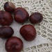 Horse Chestnuts Real Dried Chestnuts Kids Craft Supply Primitive Decor ...