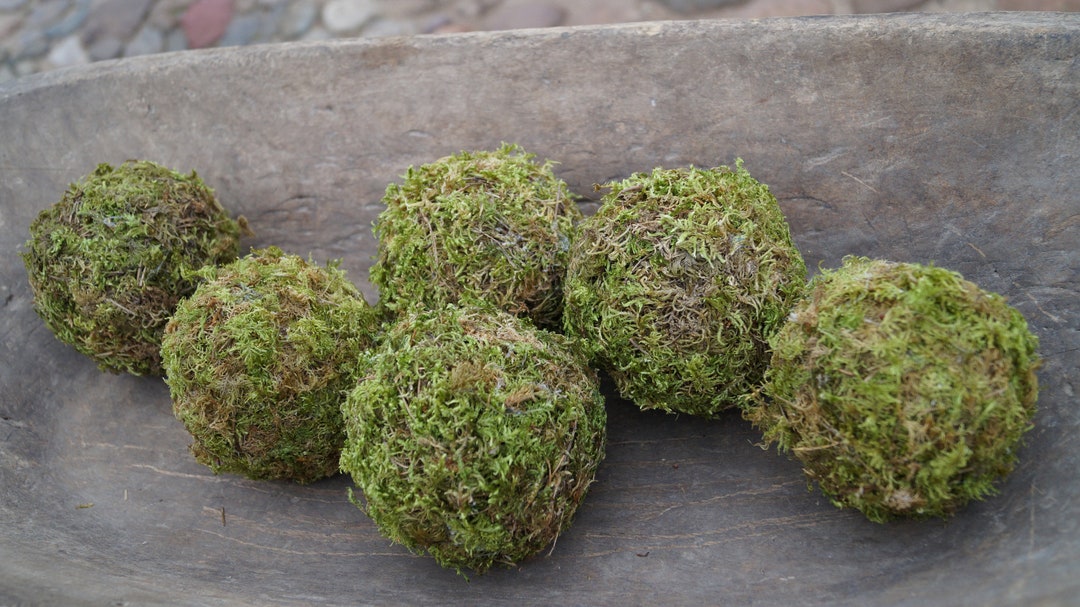 Green Preserved Moss Balls Six Moss Balls Set Woodland Wedding Decor ...