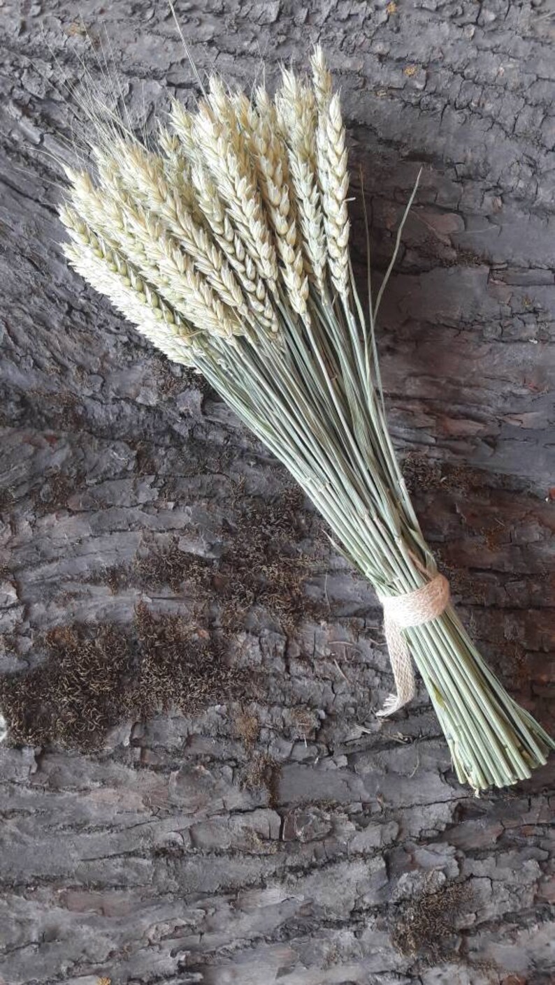 Dried Wheat Bouquet Dried Grain Bundle Wheat Wedding Bouquet - Etsy