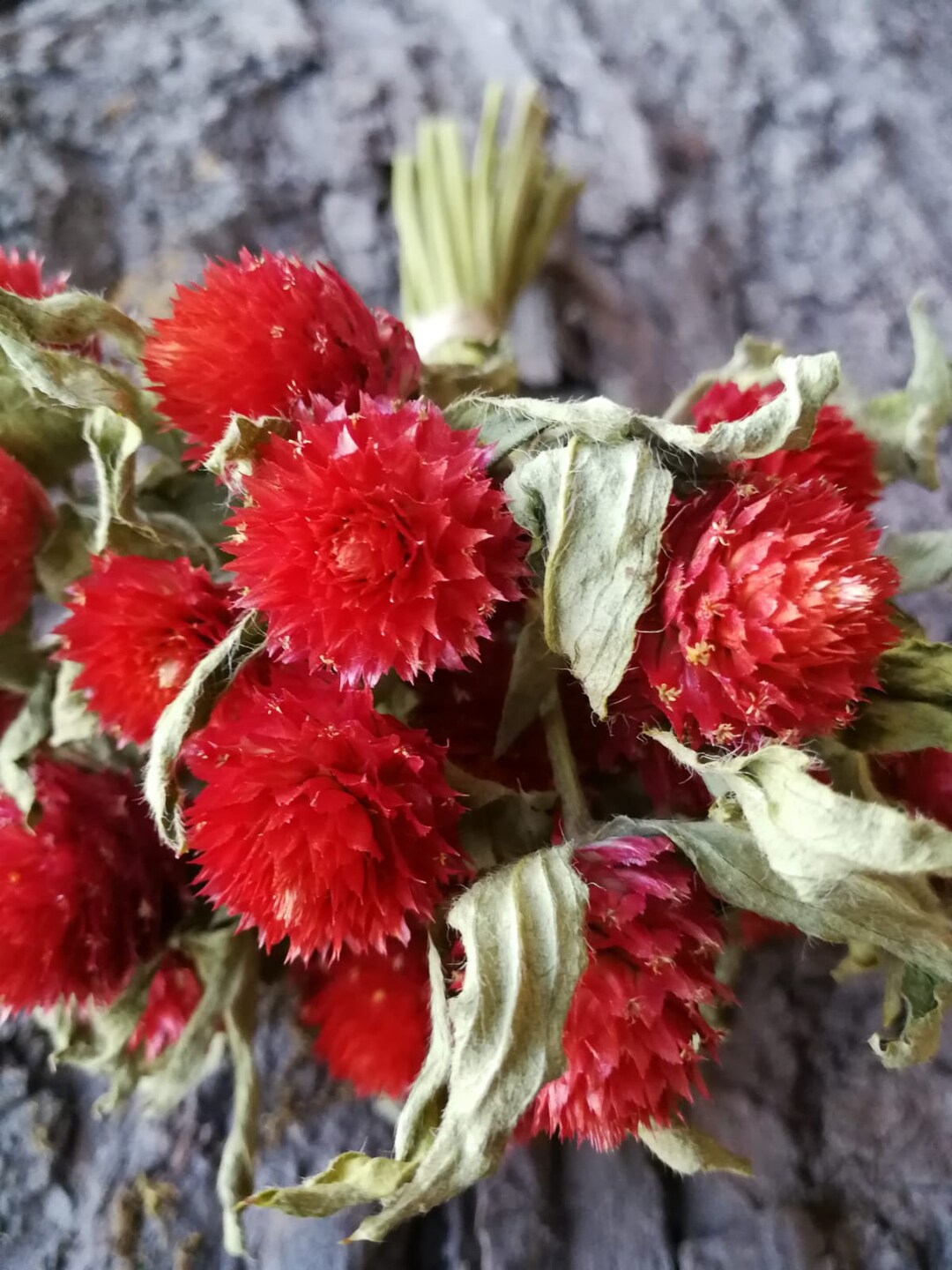 Dried Gomphrena Gomphrena Bouquet Globe Amaranth Wild Flowers Red ...