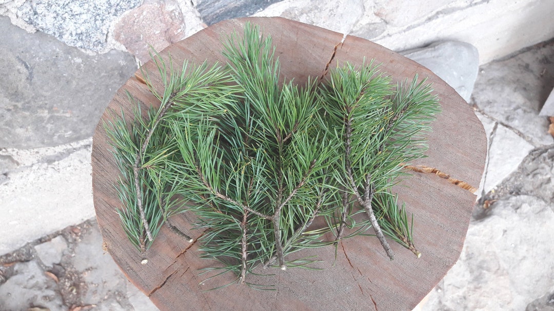 15 Small Fresh Cut Pine Branches, Natural Christmas Decor, Fresh Pine ...