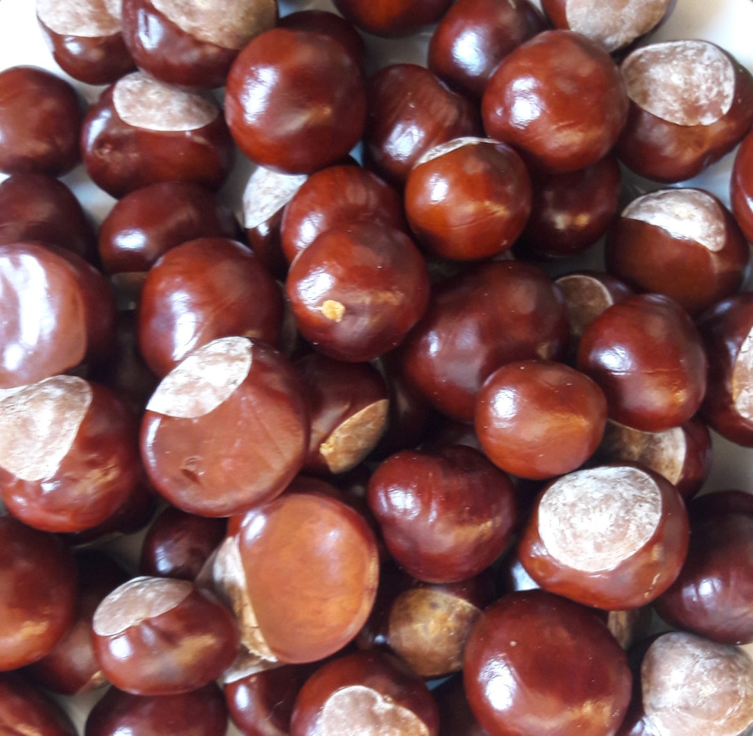 Set of 60 Real Dried Chestnuts Horse Chestnuts Kids Craft Supply ...