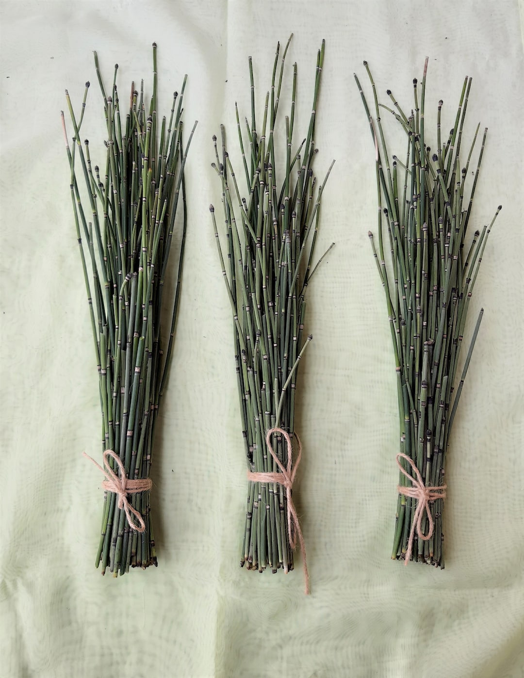 Dried Horsetail Stems Bunch, Dried Green Stems, Horsetail Rush ...
