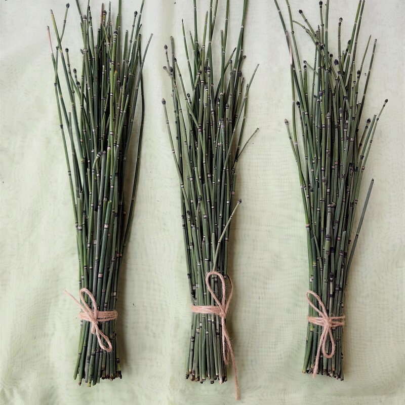 Horsetail Reed - Etsy