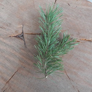 15 Small Fresh Cut Pine Branches, Natural Christmas Decor, Fresh Pine ...
