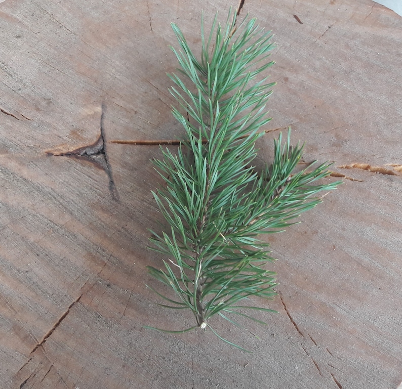 15 small fresh cut pine branches natural Christmas decor | Etsy