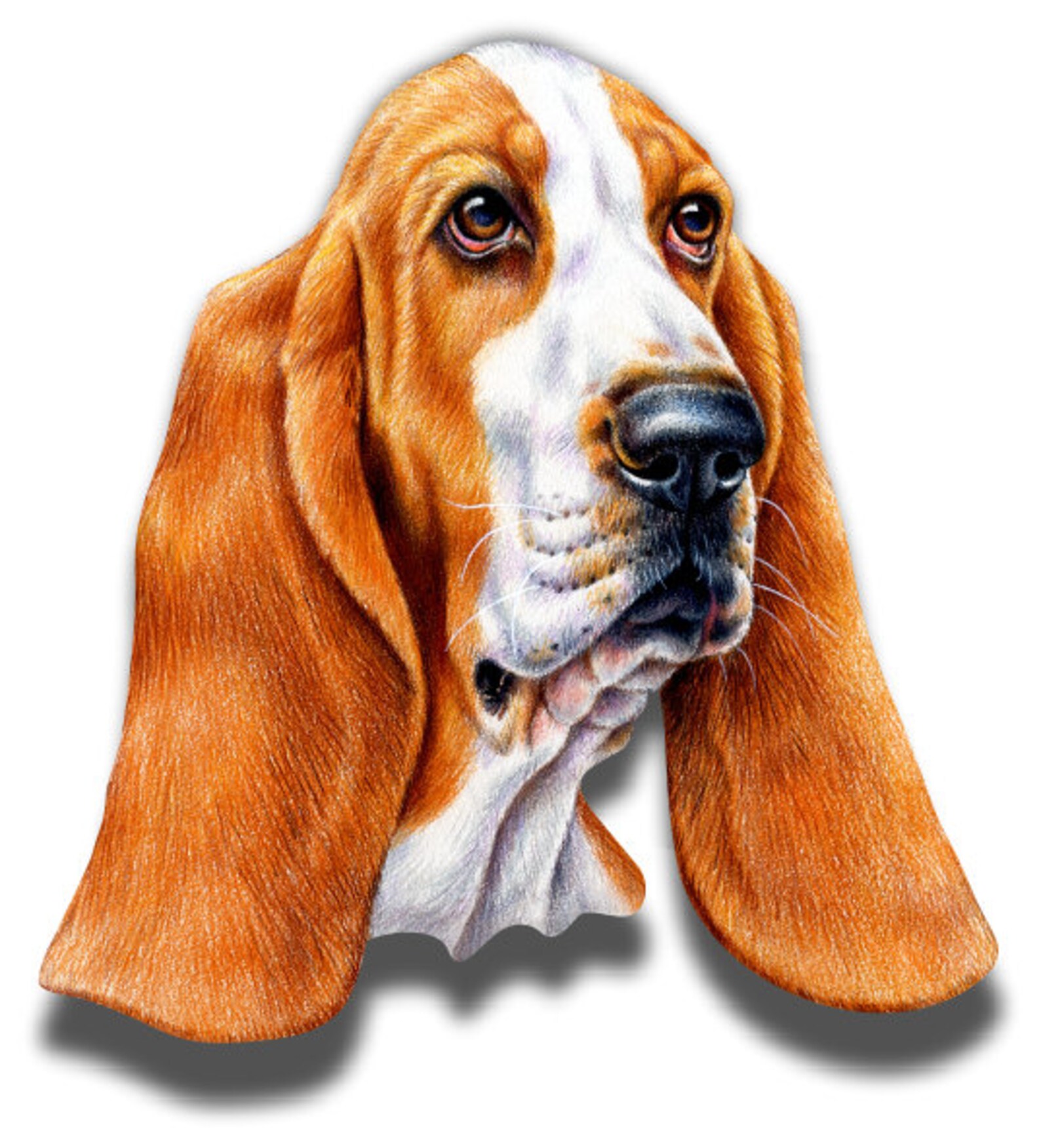 Basset Hound Face Sticker Decal Bumper Sticker for Auto Cars Trucks ...