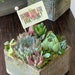 Thank You Succulent Arrangement, Thanks for Everything, Client Gift ...