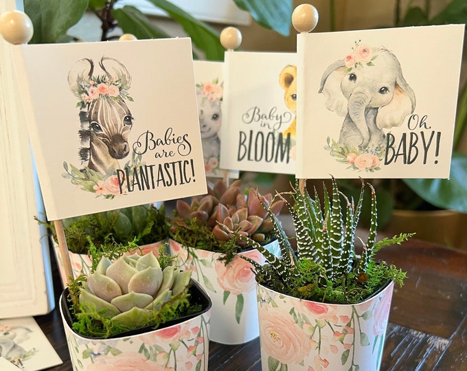 Complete Set of Girl Safari Baby Animal Shower Succulent Favors, Party ...