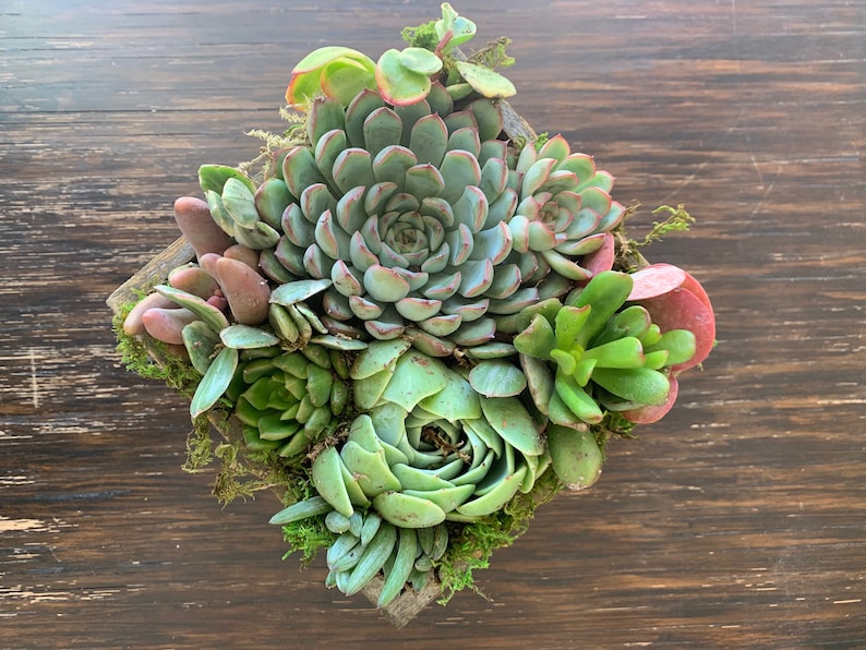 Thank You Succulent Arrangement Thanks for Everything Client - Etsy