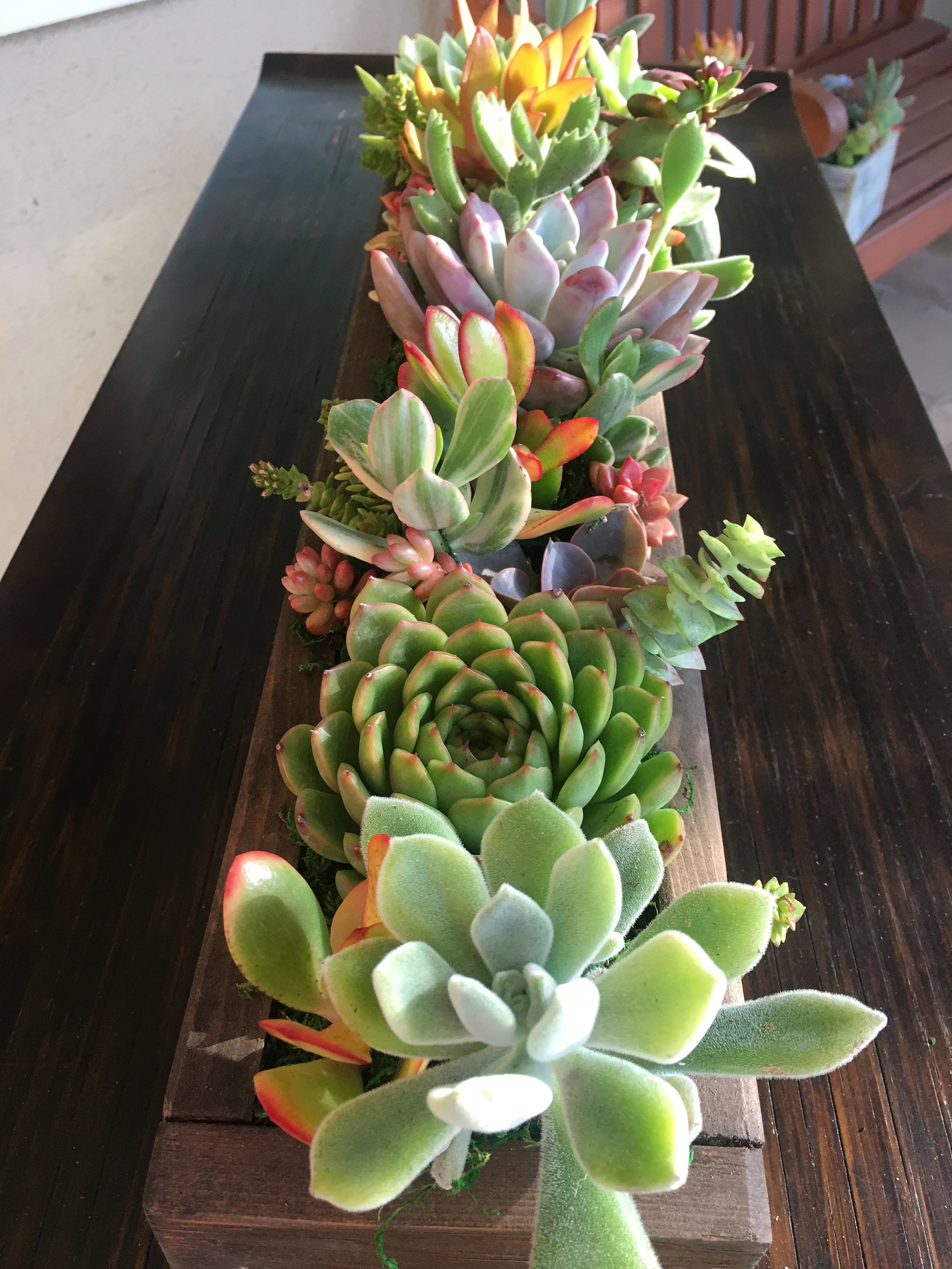 Succulent Table Centerpiece Display Long Wood Box Home Decor // SHIPS ...