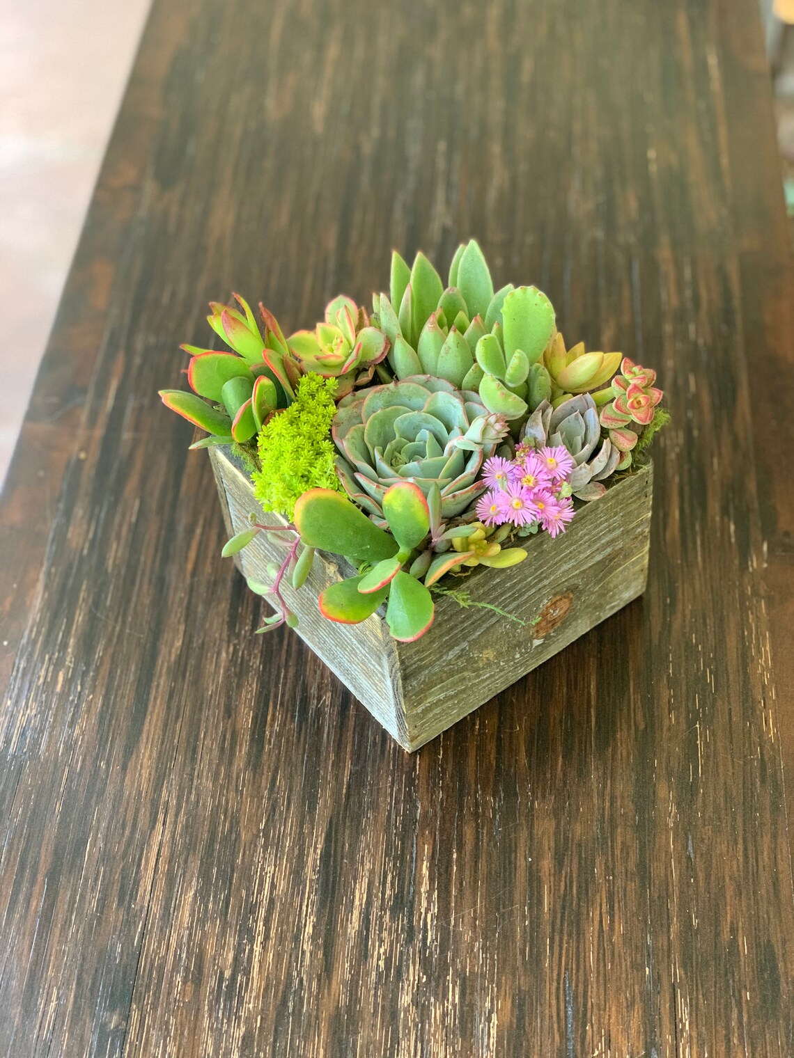 Succ-cess (success!) You Did It! Graduation Succulent Gift Arrangement ...