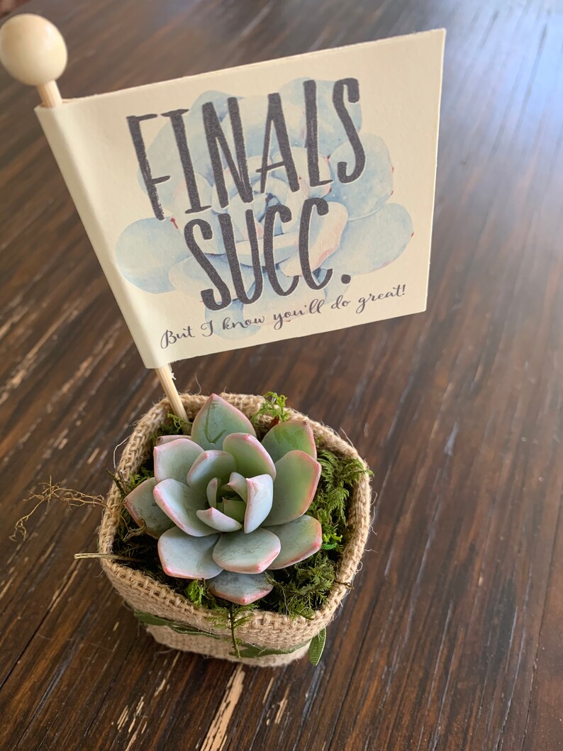 Finals Suck College Student Succulent Pun Gift Box FREE SHIPPING Final ...