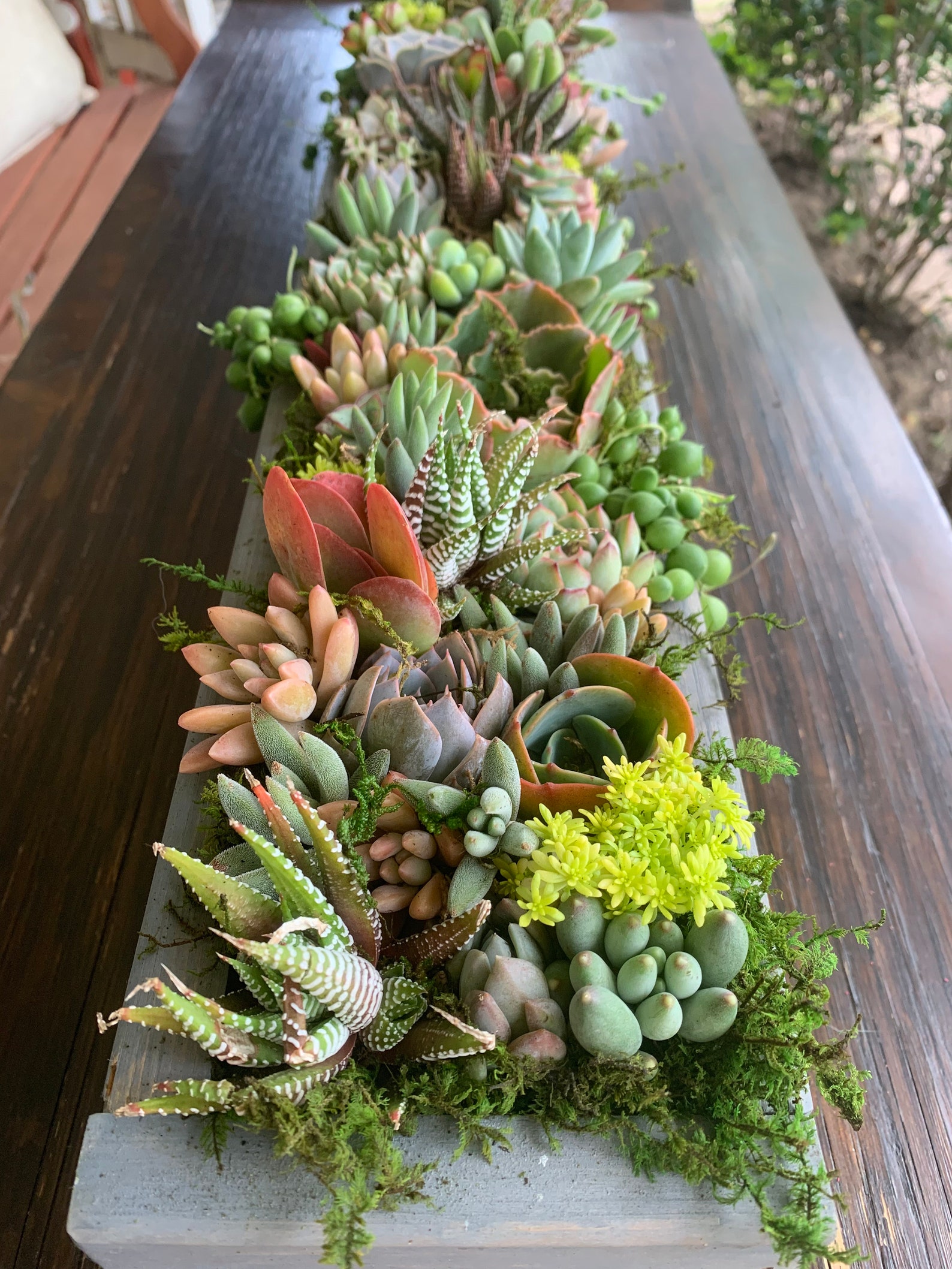 Mega Variety Succulent Arrangement in Handcrafted Wood Box - Etsy