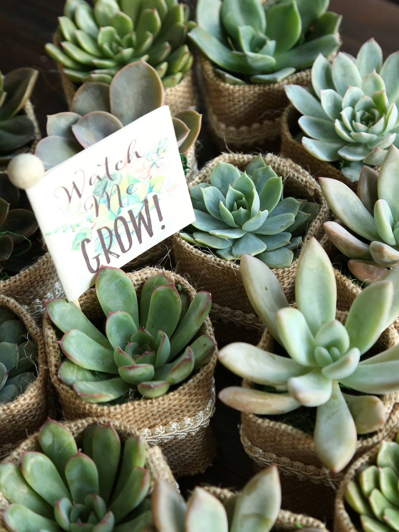 Boho Chic Succulent Baby Shower Favors With Plant Puns, Custom Tags ...