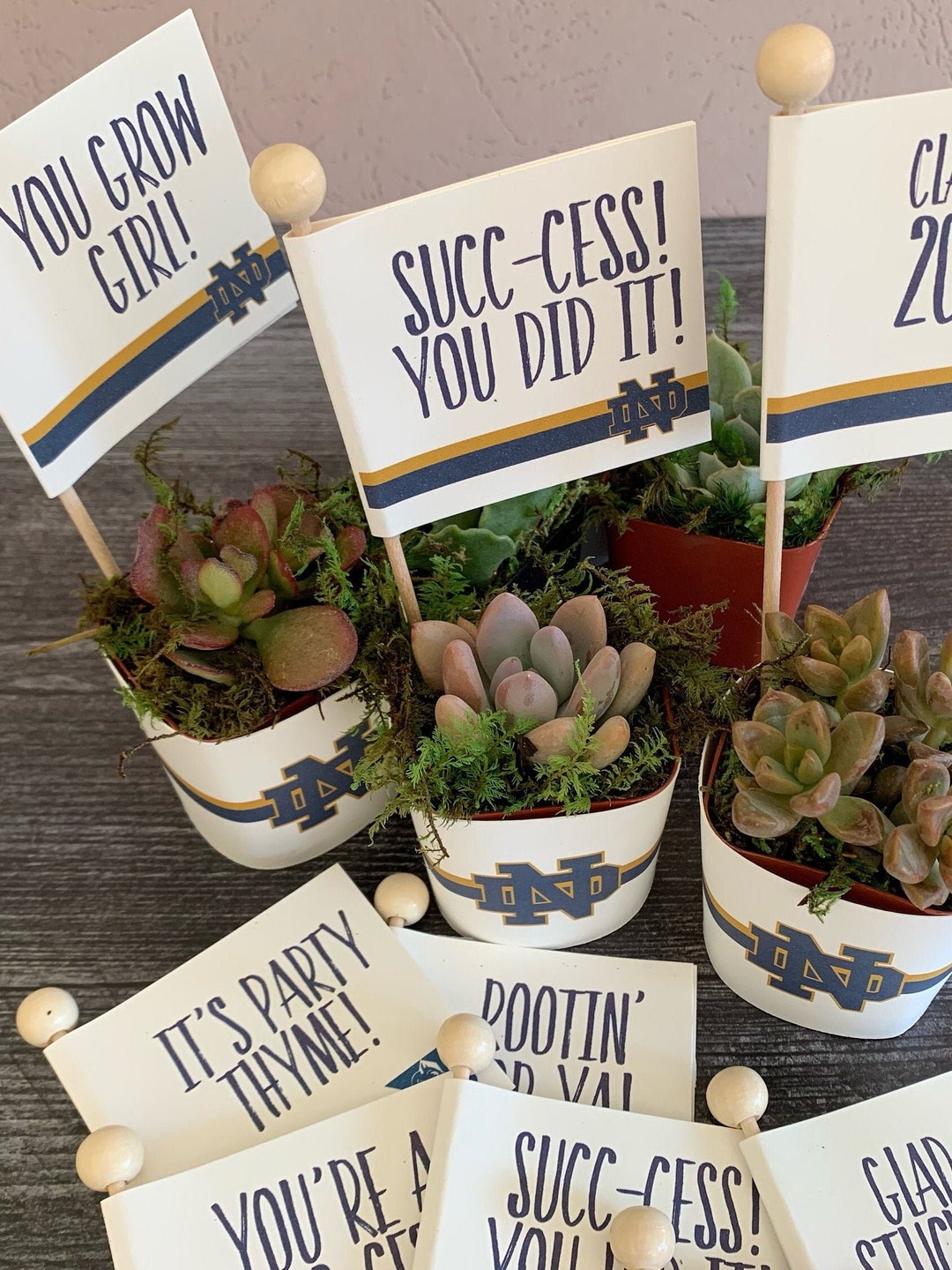 Graduation Succulent Plant Favors, Custom Tags With School Colors ...