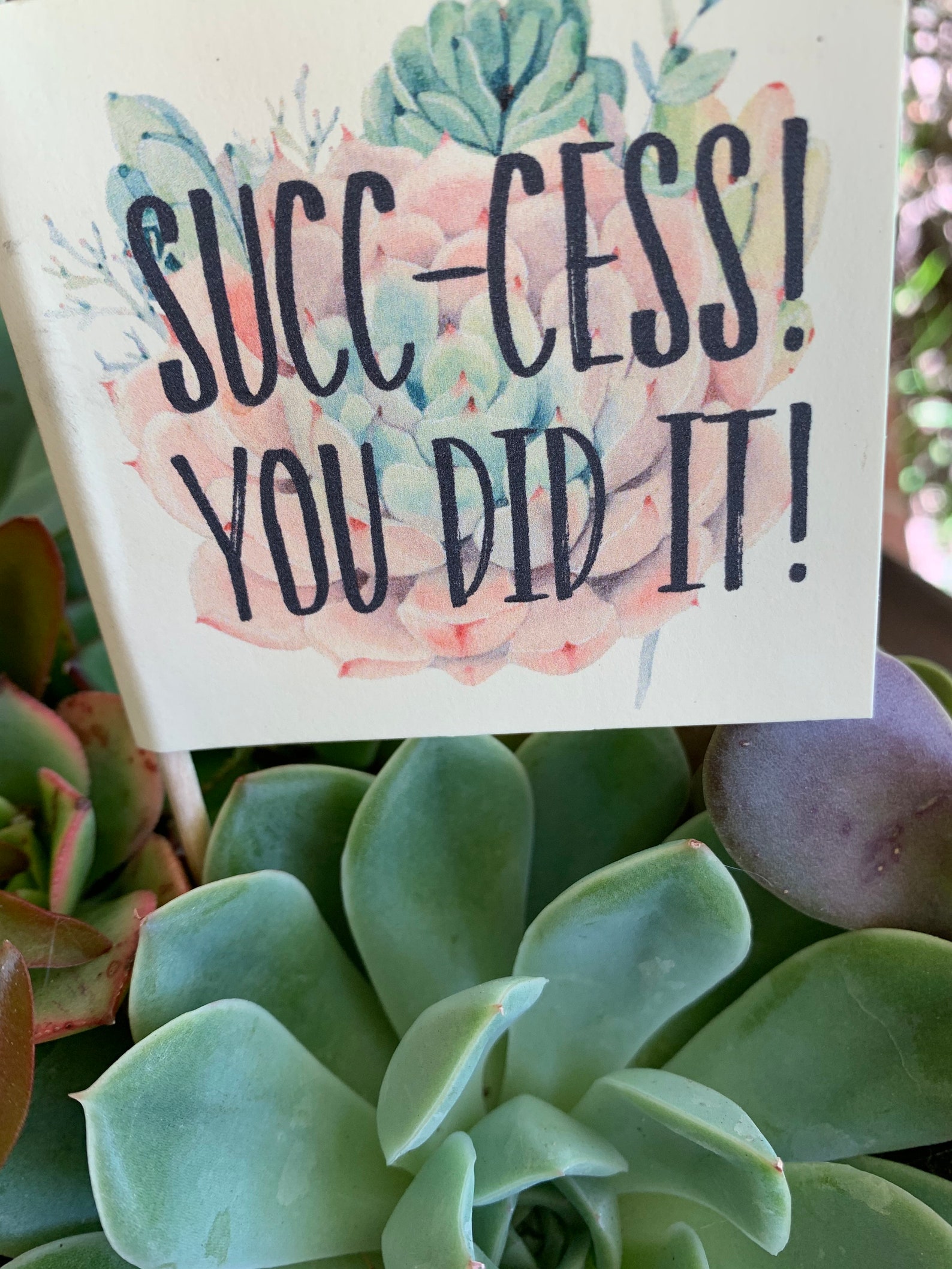 Succ-cess (success!) You Did It! Graduation Succulent Gift Arrangement ...