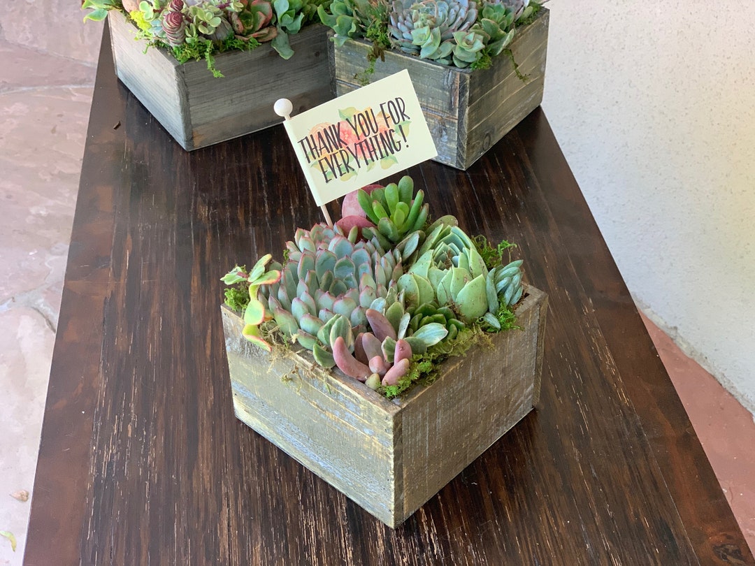 Thank You Succulent Arrangement, Thanks for Everything, Client Gift ...