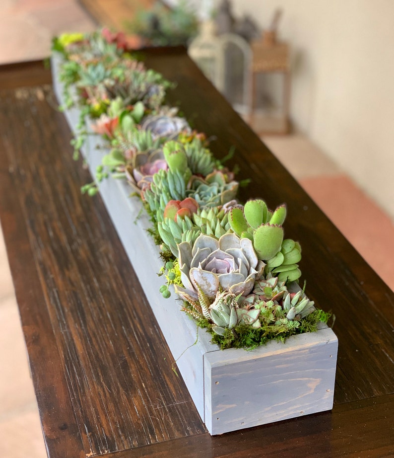 Mega Variety Succulent Arrangement in Handcrafted Wood Box | Etsy