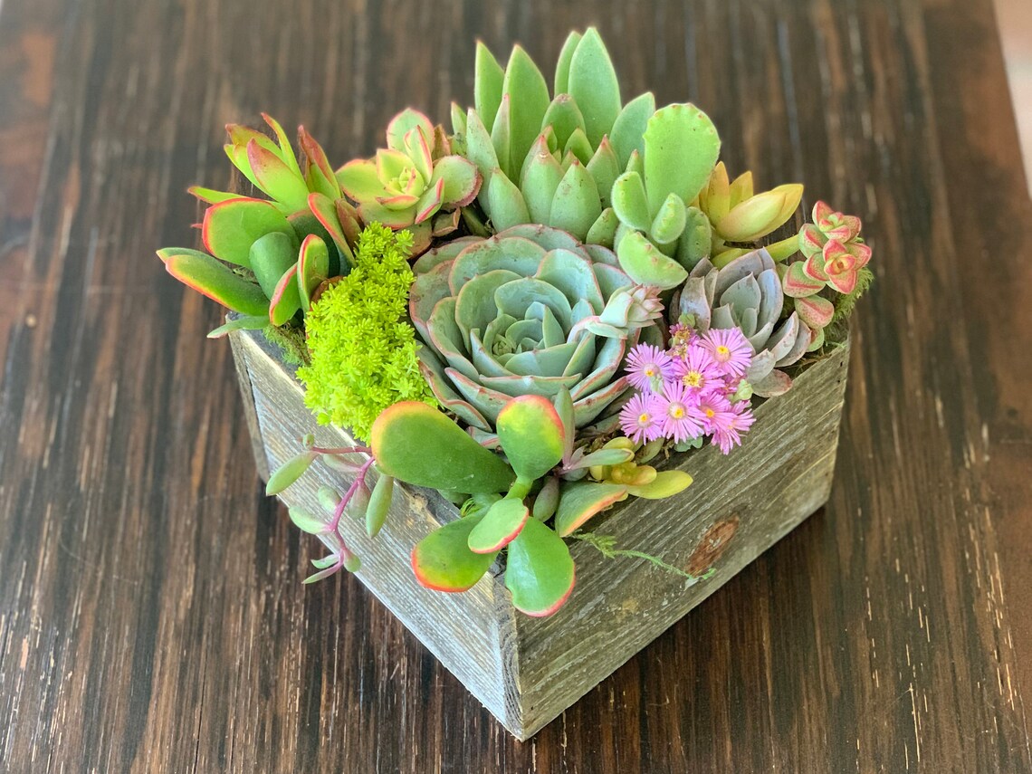 Succ-cess (success!) You Did It! Graduation Succulent Gift Arrangement ...