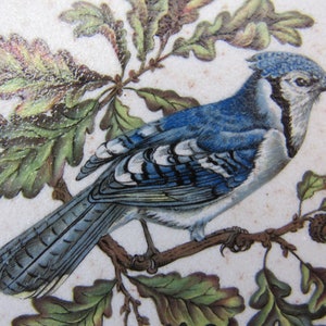 Vintage 70s Blue Jay Bird Acorn Tree Nature Ceramic Tile - Etsy