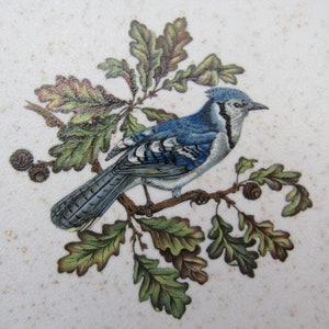 Vintage 70s Blue Jay Bird Acorn Tree Nature Ceramic Tile - Etsy