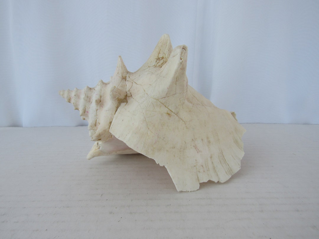 Vintage 70s Natural Queen Horned Conch Seashell Made by Nature Statue ...