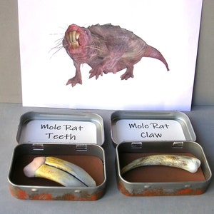Fallout Cryptid Mole Rat Artifacts Teeth Claw in Custom Stash Box - Etsy