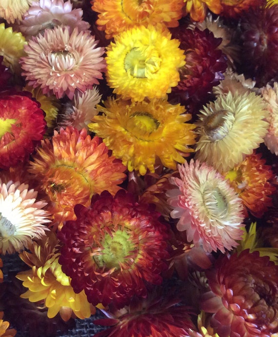 Dried Strawflower Heads Orange/yellow/red/apricot Mix - Etsy Canada