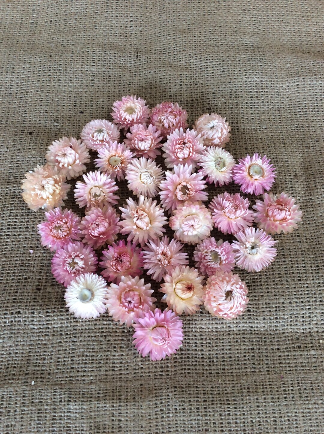 SMALL Dried Strawflower Heads Light Pink Mix - Etsy
