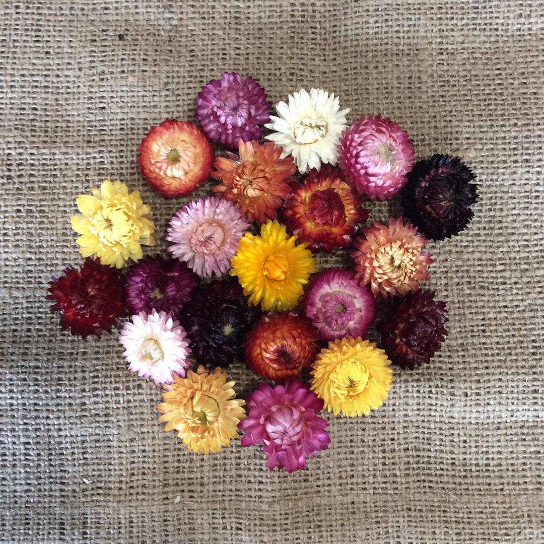 SMALL - Dried Strawflower Heads - Mixed Colours - Etsy