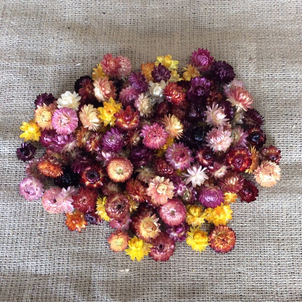 Mini Dried Flowers - Etsy