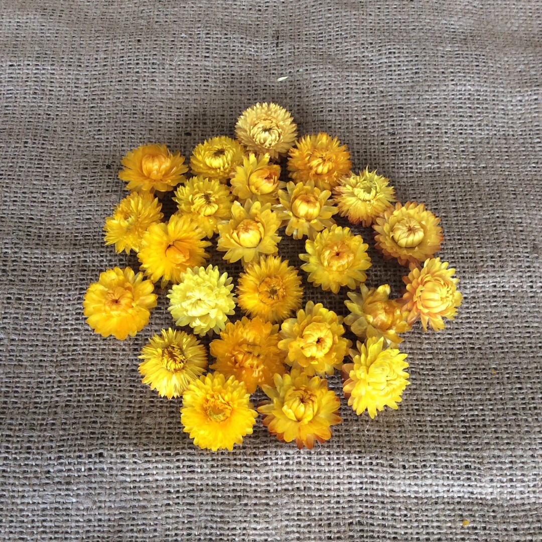 SMALL - Dried Strawflower Heads - Yellow - Etsy
