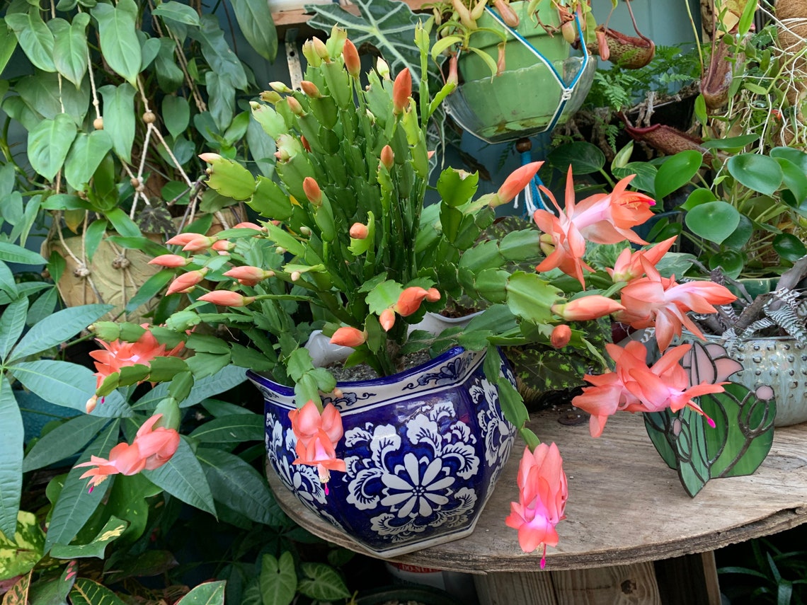 Christmas Cactus Salmon Color Flowers 4 CUTTINGS | Etsy