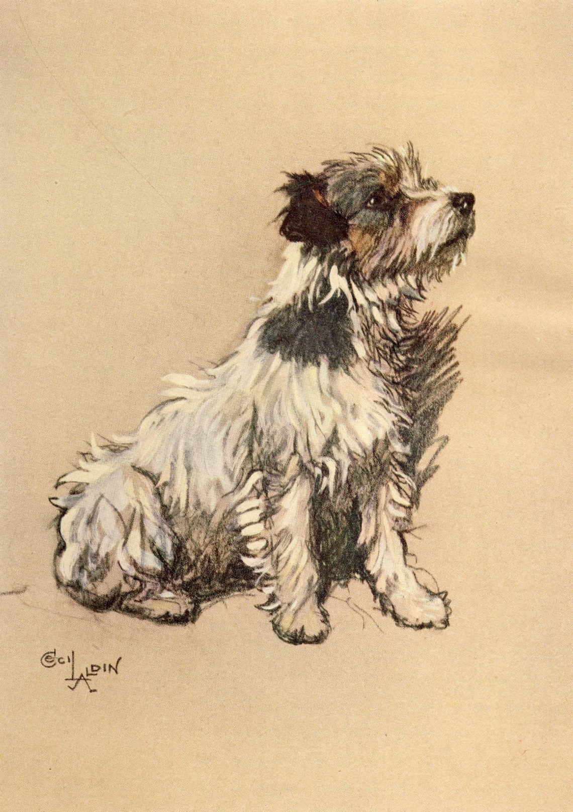 Cecil Aldin " A Dozen Dogs or so 1928 " Vintage Reproduction Photo ...