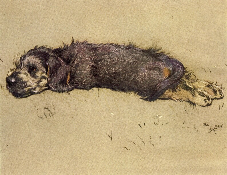 Cecil Aldin " A Dozen Dogs or so 1928 " Vintage Reproduction Photo ...