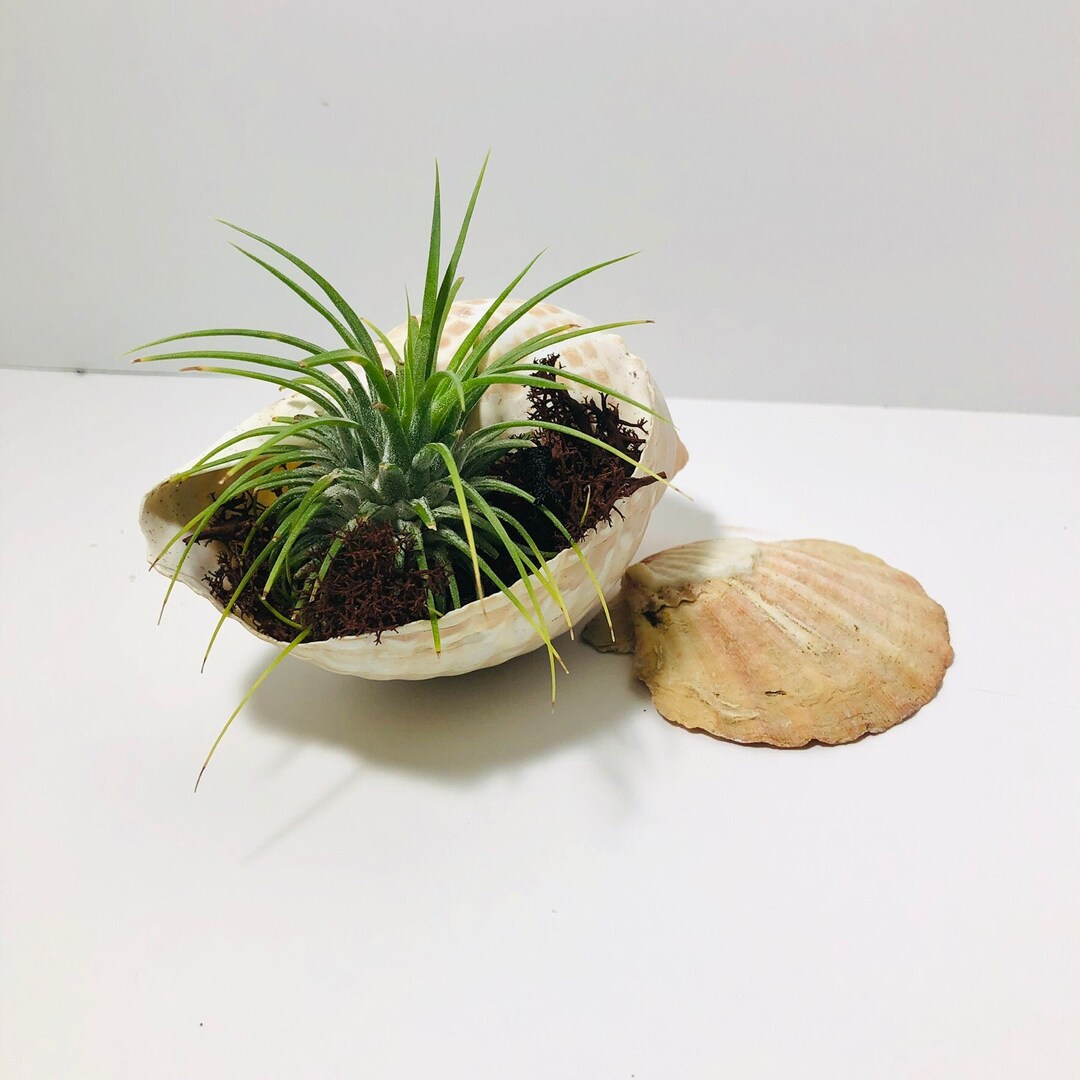 Seashell Air Plant - Etsy